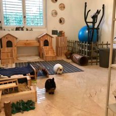 Living on the balcony – How to rabbit