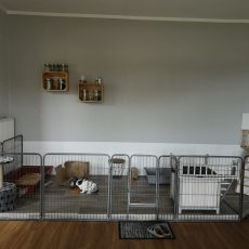 Living on the balcony – How to rabbit