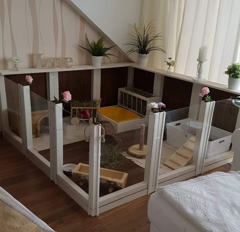Rabbit Housing Ideas Indoor – How to rabbit