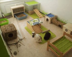 Indoor Rabbit Housing Ideas: Safe Free-Roam & Enclosure Setups – How to ...