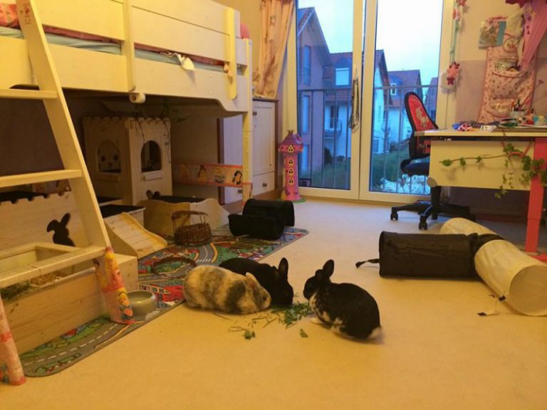 Indoor Rabbit Housing Ideas: Safe Free-Roam & Enclosure Setups – How to ...