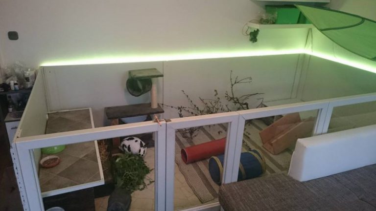Rabbit Housing Ideas Indoor – How to rabbit