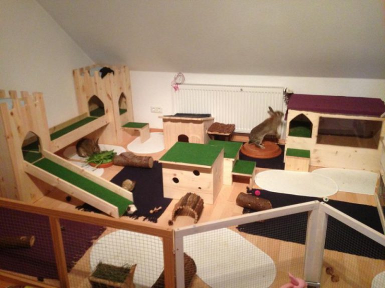 Rabbit Housing Ideas Indoor – How to rabbit