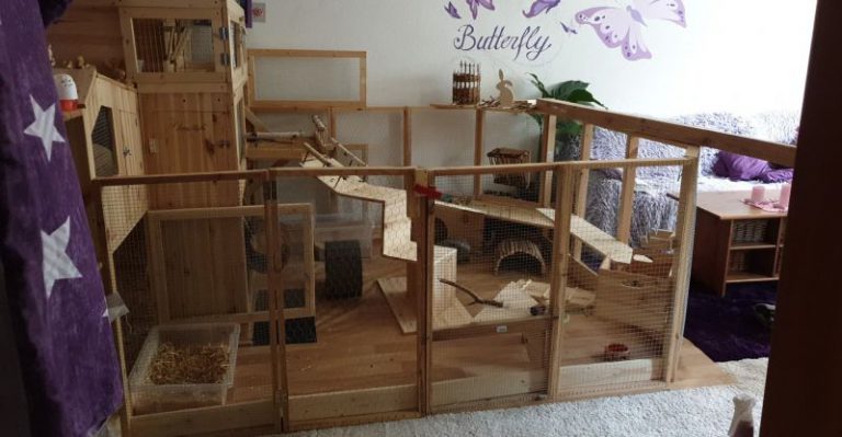 Rabbit Housing Ideas Indoor – How to rabbit