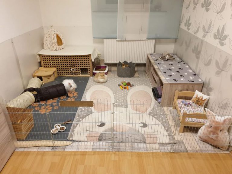 Rabbit Housing Ideas Indoor – How to rabbit
