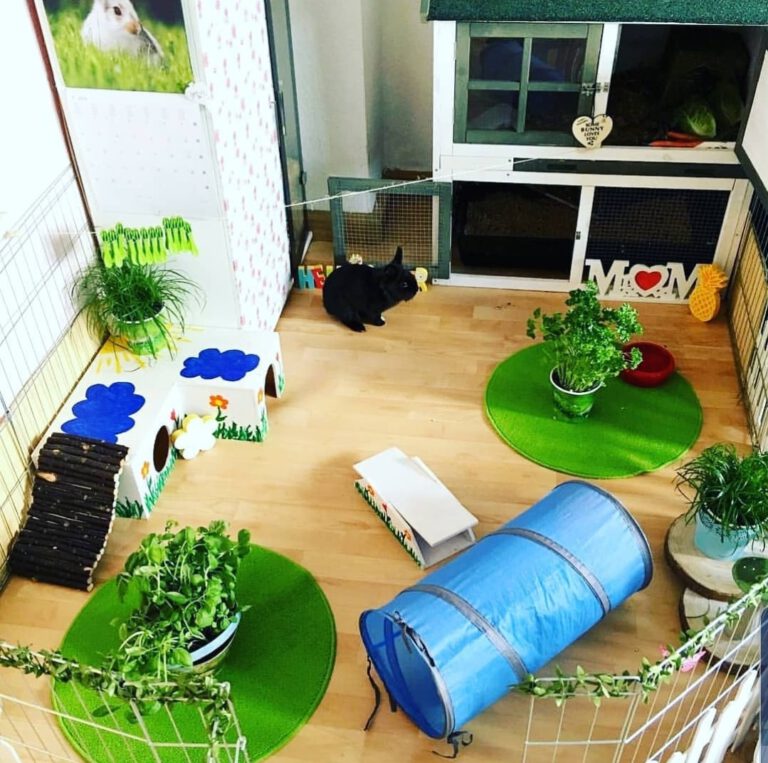 Rabbit syphilis – How to rabbit