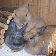 Coccidia in rabbits – How to rabbit