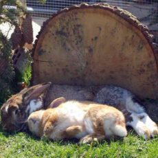 How to rabbit – keep rabbits happy
