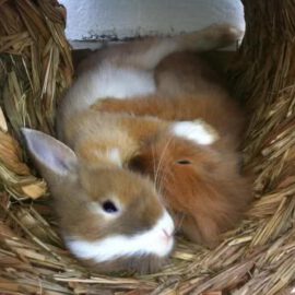 Rabbit syphilis – How to rabbit