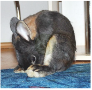 Your Rabbit’s Poop and Urine. What It Means – How to rabbit