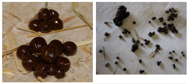 Your Rabbit’s Poop and Urine. What It Means – How to rabbit