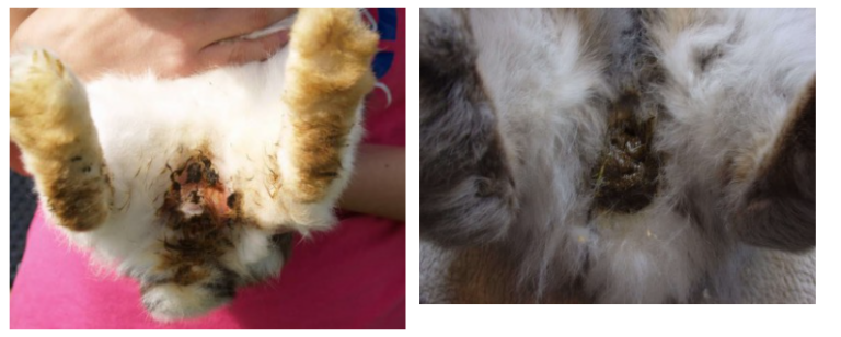 Your Rabbit’s Poop and Urine. What It Means – How to rabbit