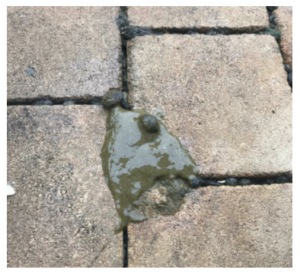 Your Rabbit’s Poop and Urine. What It Means – How to rabbit