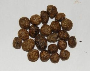 Your Rabbit’s Poop and Urine. What It Means – How to rabbit