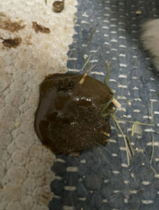 Your Rabbit’s Poop and Urine. What It Means – How to rabbit