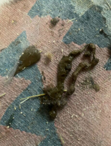 Your Rabbit’s Poop and Urine. What It Means – How to rabbit