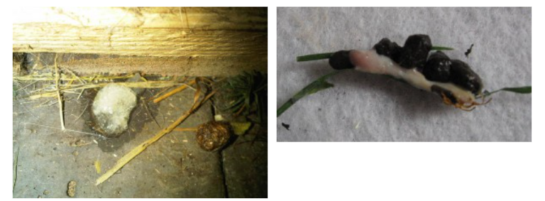 Your Rabbit’s Poop and Urine. What It Means – How to rabbit