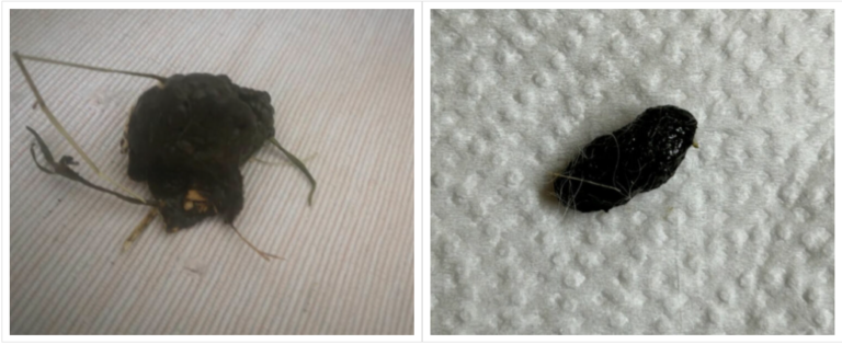 Your Rabbit’s Poop and Urine. What It Means – How to rabbit