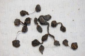 Your Rabbit’s Poop and Urine. What It Means – How to rabbit