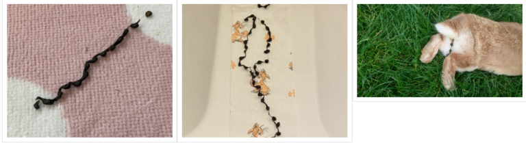 Your Rabbit’s Poop and Urine. What It Means – How to rabbit