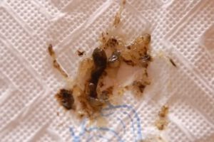 Your Rabbit’s Poop and Urine. What It Means – How to rabbit