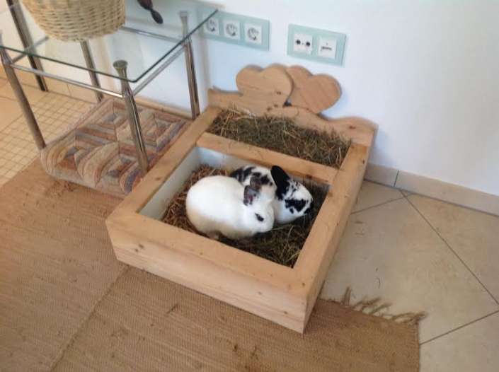 Coccidia in rabbits – How to rabbit