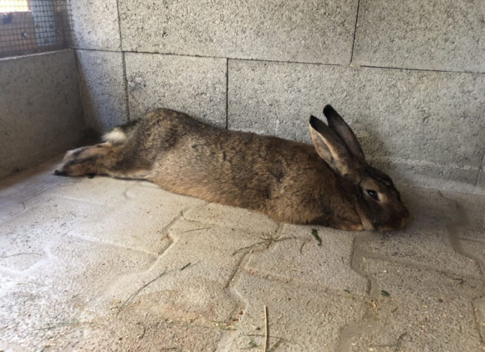 Rabbits and E. cuniculi (Encephalitozoon cuniculi) – How to rabbit