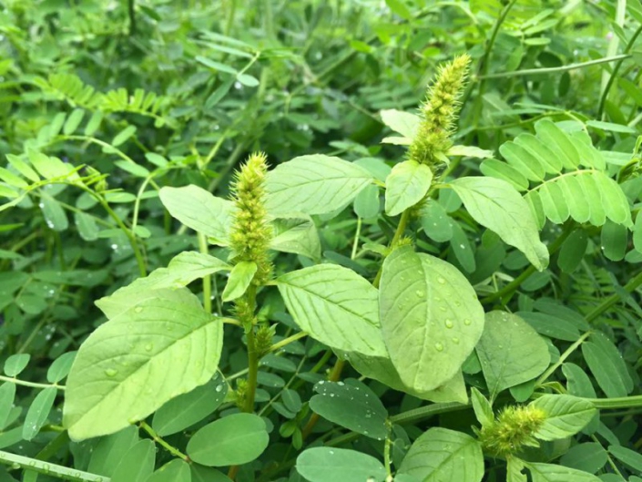 Foraging for Rabbits – How to rabbit