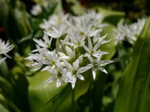 Foraging for Rabbits – How to rabbit