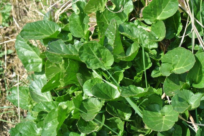 Edible plants for rabbits – How to rabbit