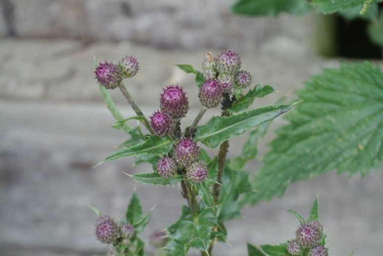 Foraging for Rabbits – How to rabbit