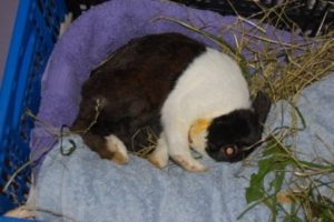 Rabbits and E. cuniculi (Encephalitozoon cuniculi) – How to rabbit