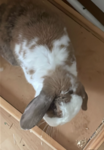 Rabbits and E. cuniculi (Encephalitozoon cuniculi) – How to rabbit