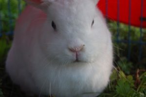 Rabbit snuffles – How to rabbit