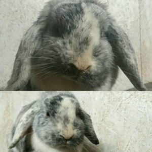 Rabbits and E. cuniculi (Encephalitozoon cuniculi) – How to rabbit