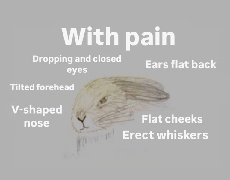 Recognizing Pain – How to rabbit