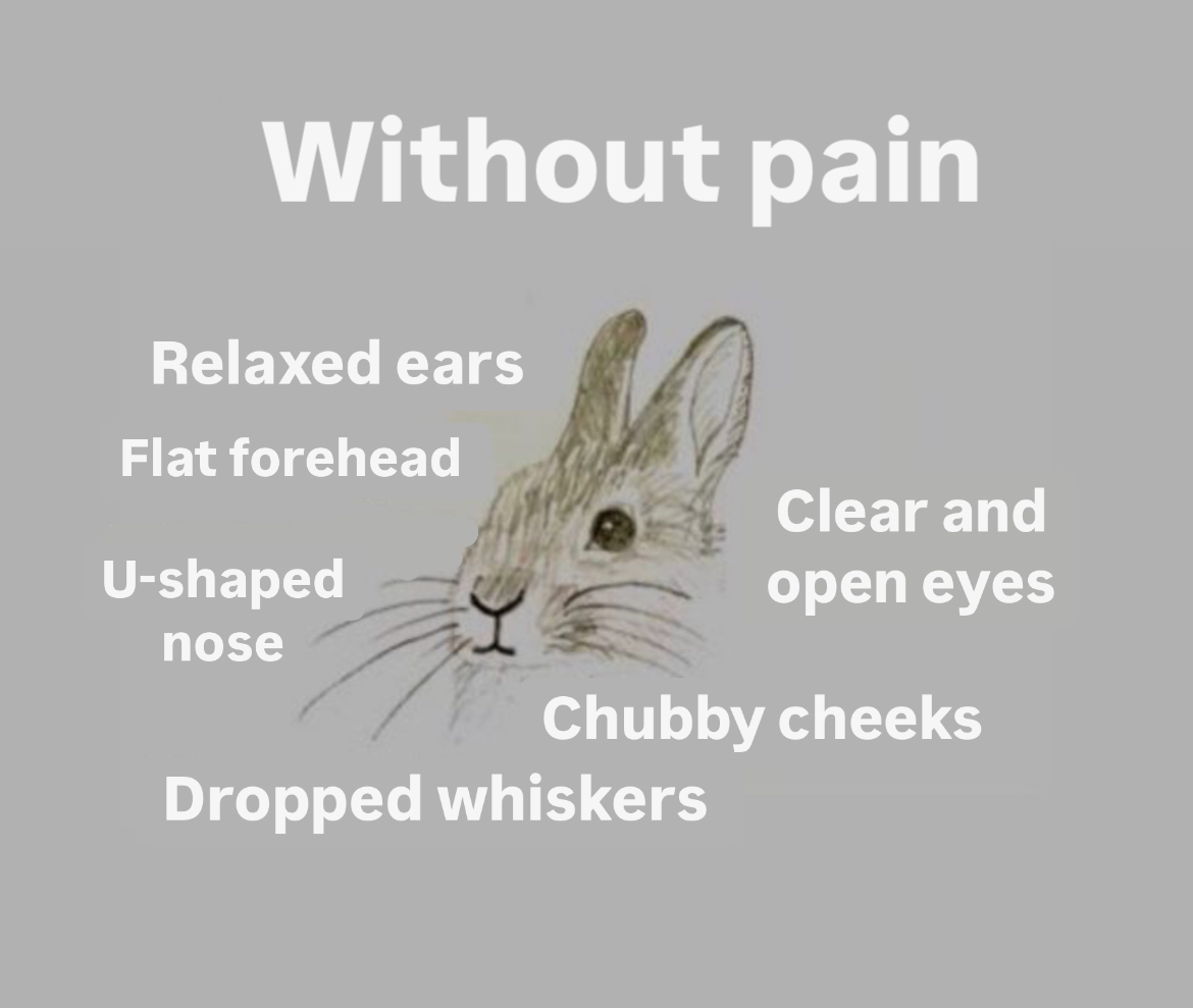 Recognizing Pain – How to rabbit