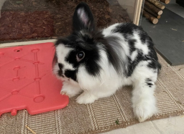 Joint diseases – How to rabbit
