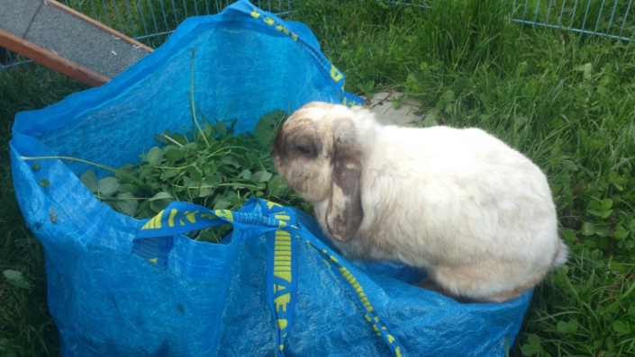 Recognizing Pain – How to rabbit