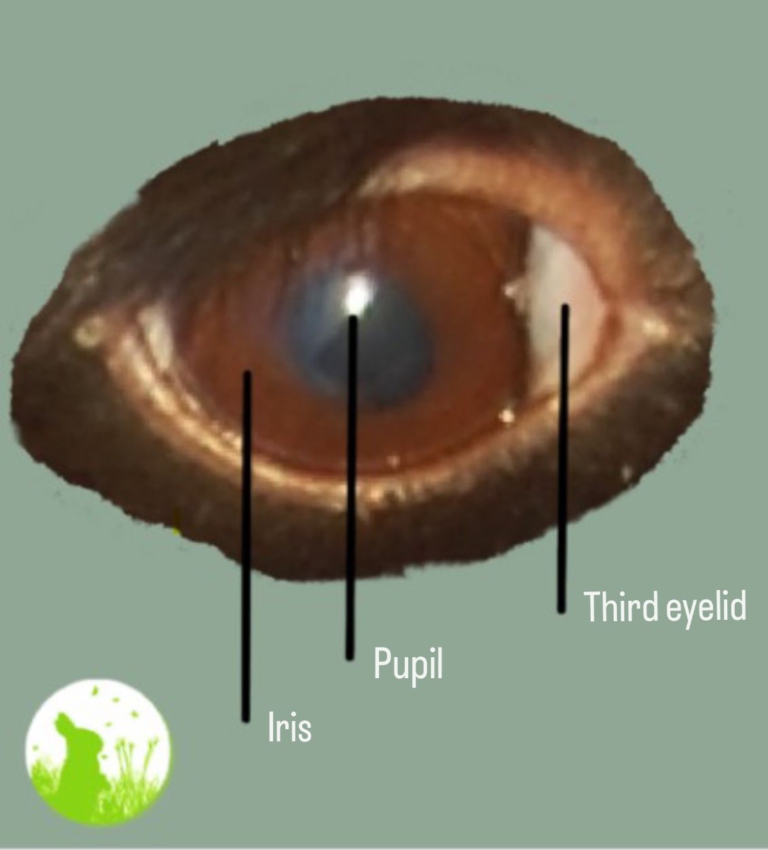 Eye Diseases – How to rabbit