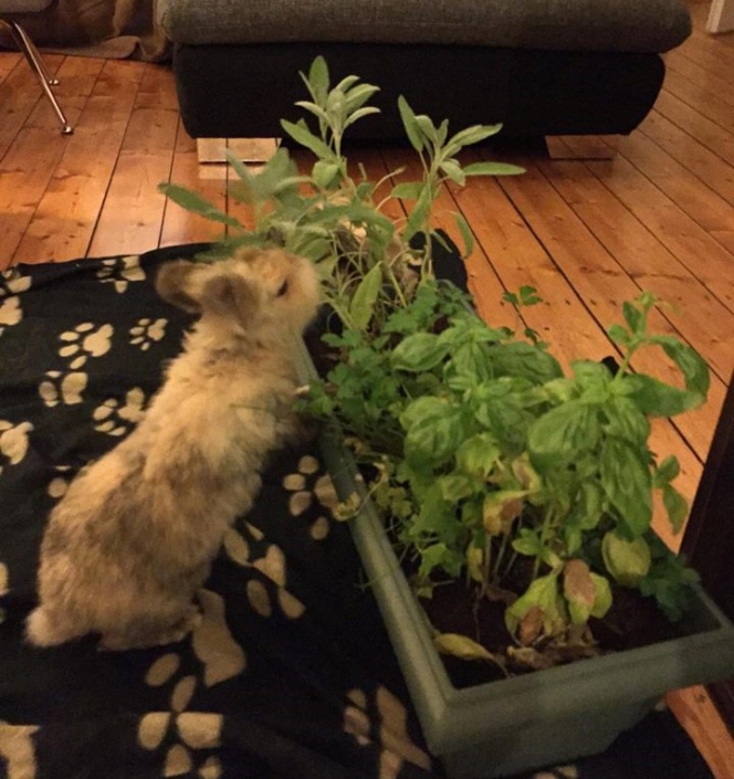 Liver diseases – How to rabbit