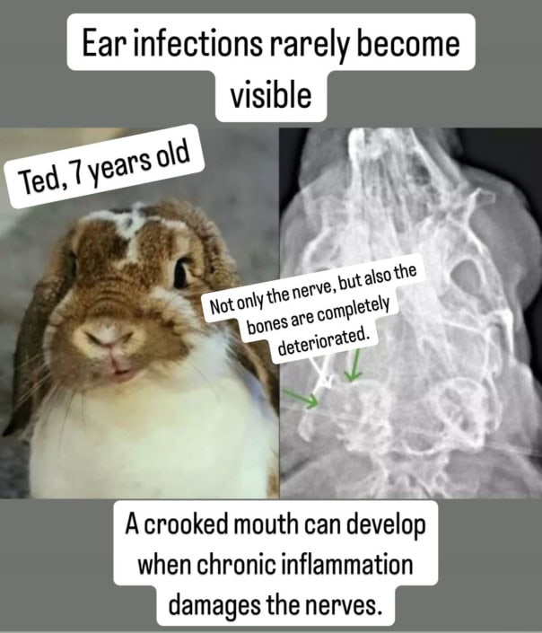 Ear Infection – How to rabbit