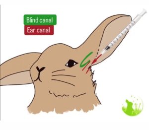 Ear Infection – How to rabbit