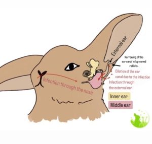 Ear Infection – How to rabbit