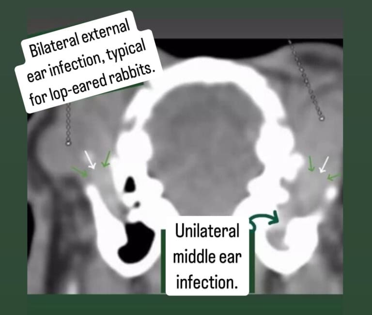 Ear Infection – How to rabbit