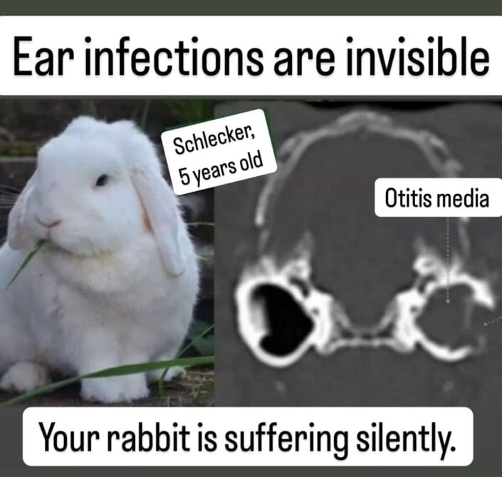 Ear Infection – How to rabbit