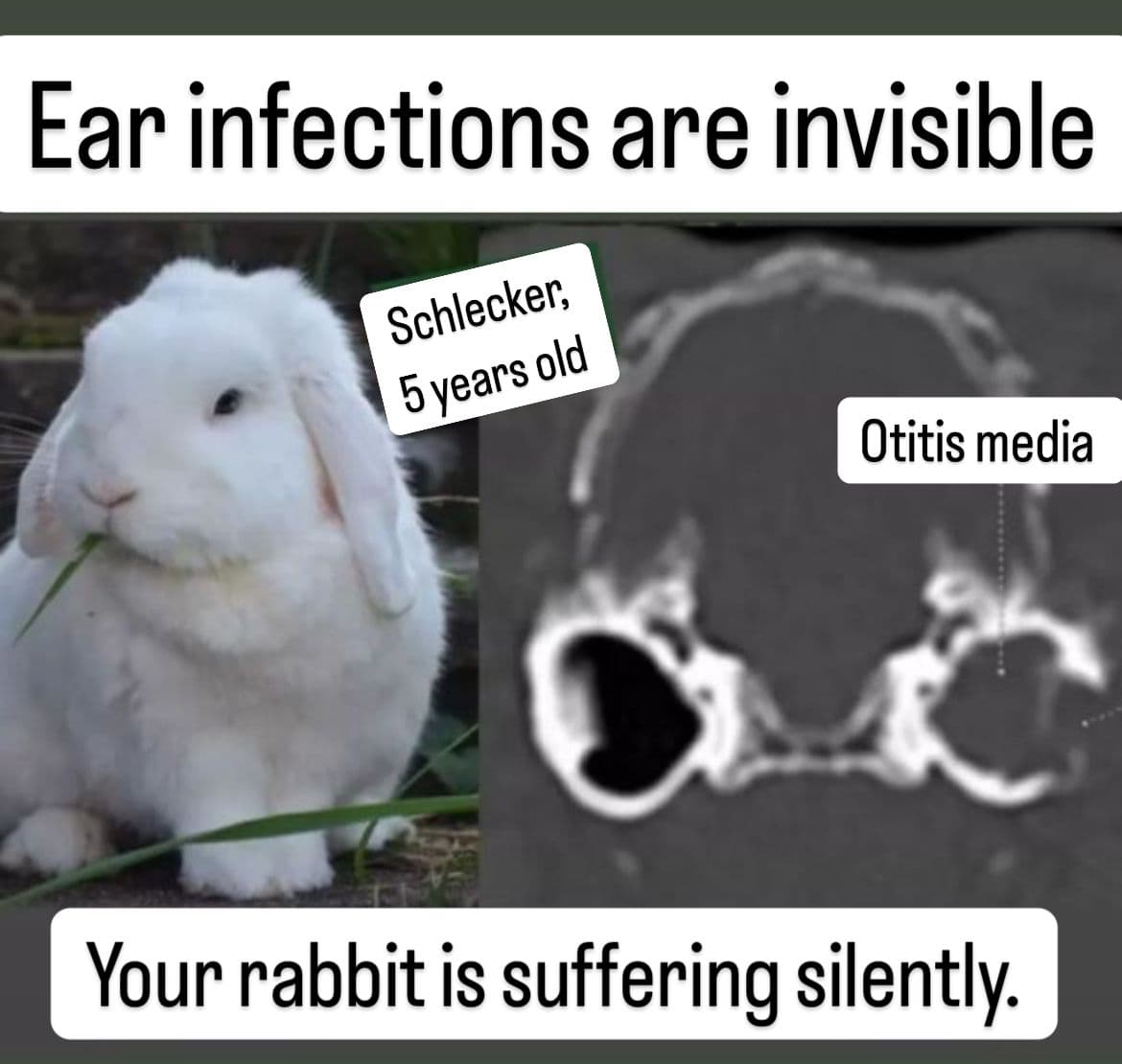 Ear Infection – How to rabbit