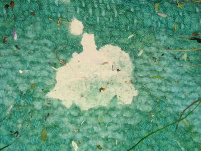 Bladder sediment and bladder stones – How to rabbit