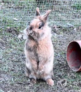 Rabbit syphilis – How to rabbit