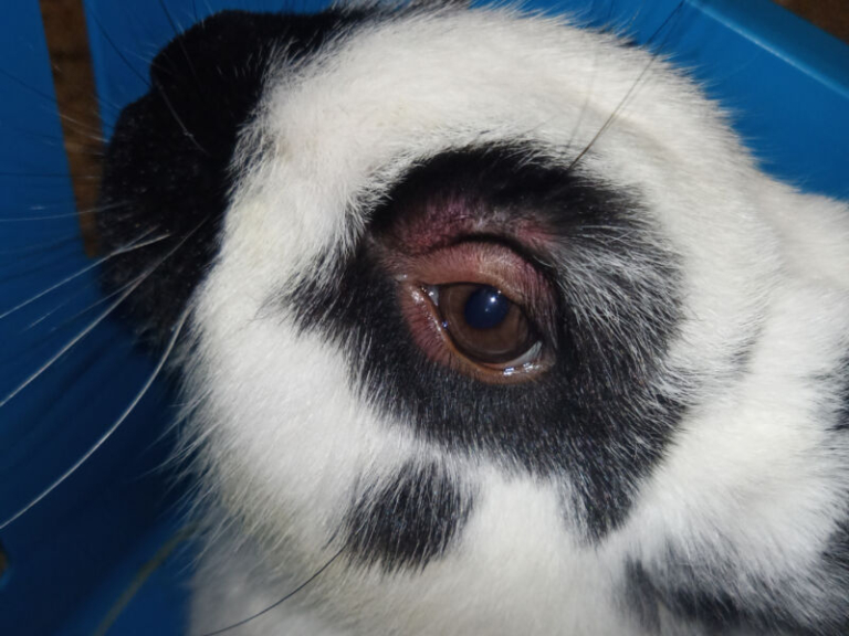 Myxomatosis in Rabbits – How to rabbit